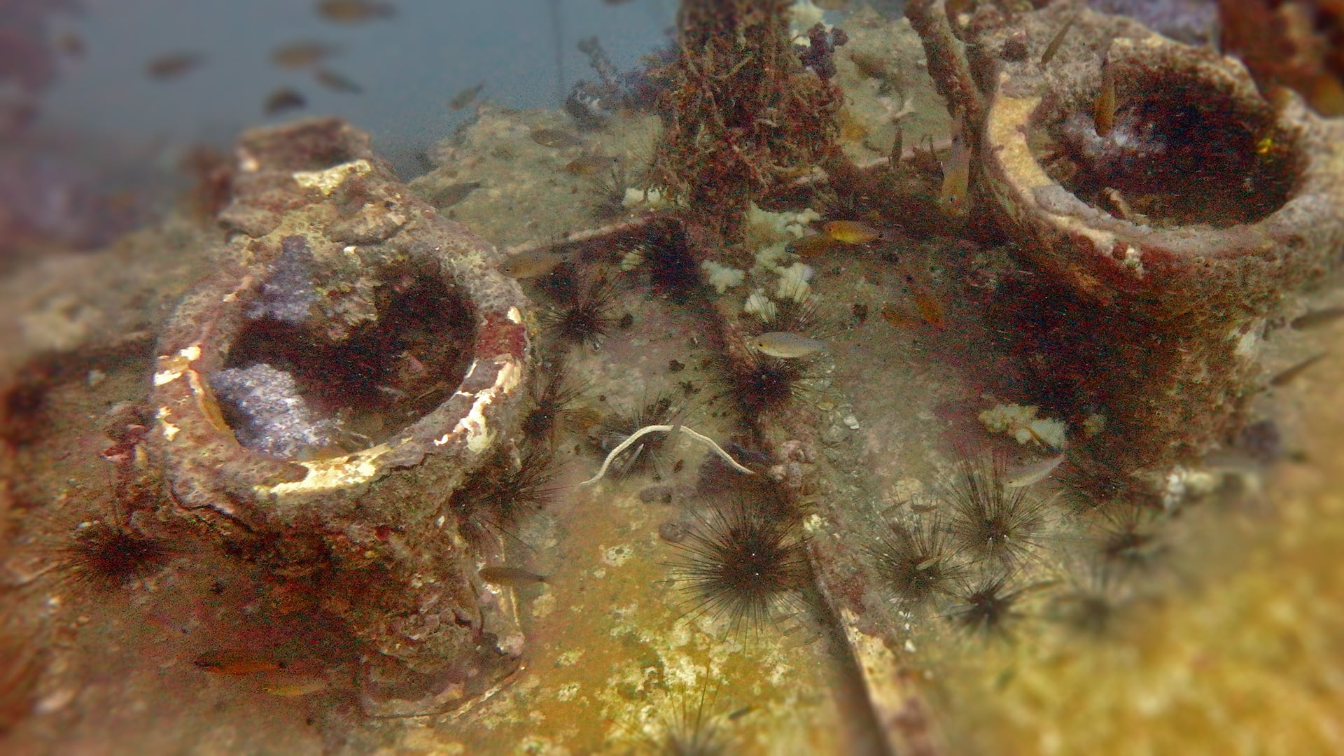 King Cruiser – Diver Stars – Diving in Phuket
